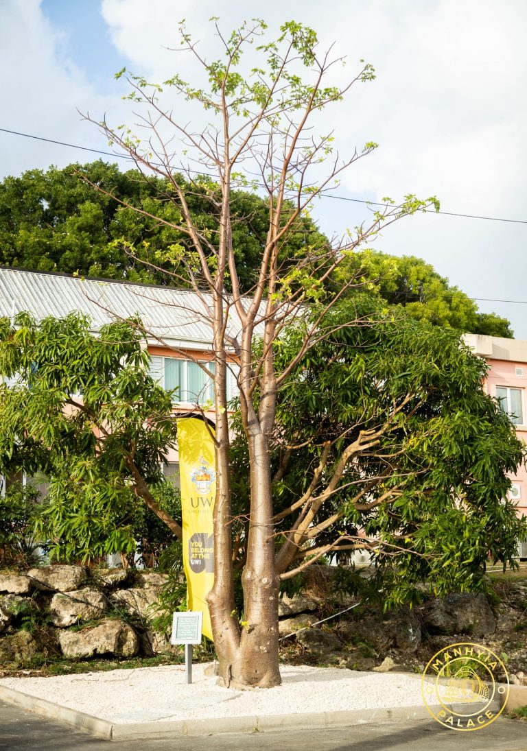 Asantehene Inspects 17-Year-Old Baobab Tree He Planted in Barbados ...